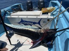 Pesca marlin barra de navidad | MéxicoArmado